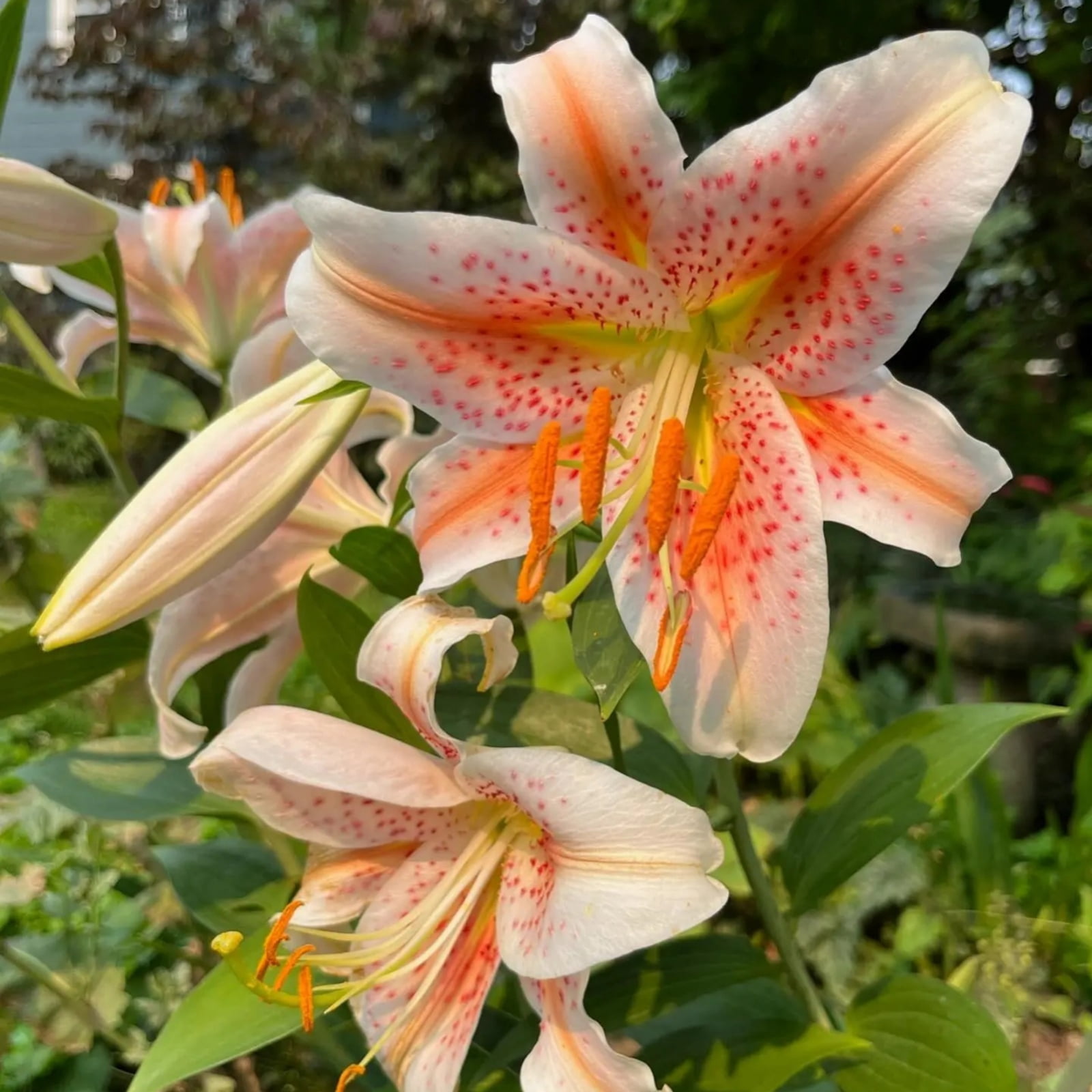 Lily-Bulbs-for Spring Planting-Style Garden Stake for Outdoor ...