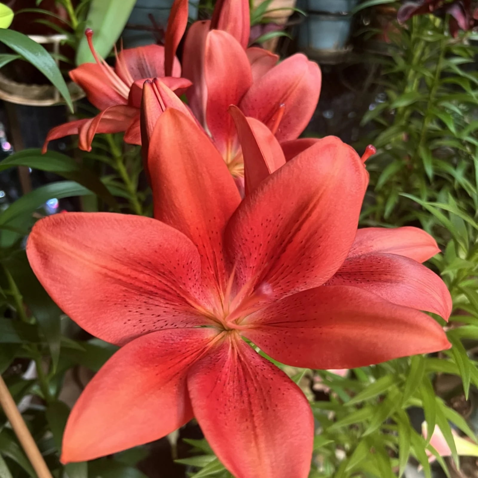 Lily-Bulbs-for-Spring Planting-Style Garden Stake for Outdoor ...