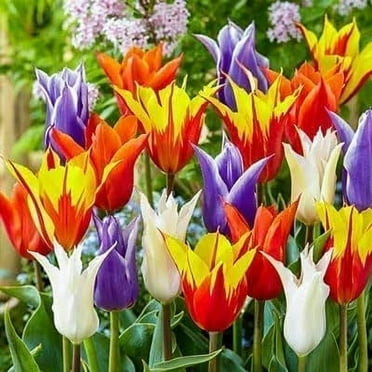 Van Zyverden Tulips Perennial Mixture Set of 100 Bulbs Multi-Color Part ...