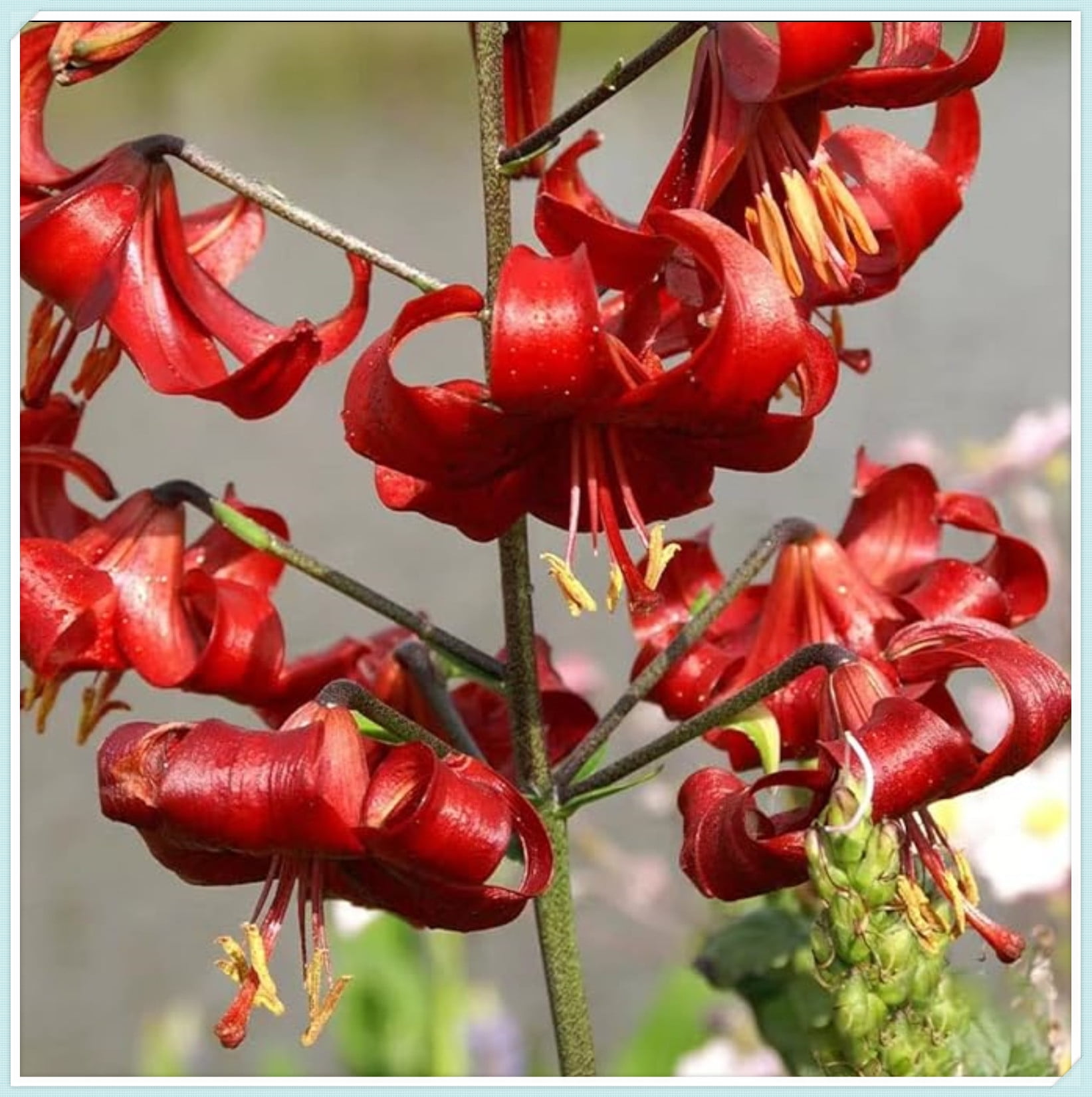Lily For Planting Outdoors,Exquisite,Lily Perennial,Stargazer Lily ...