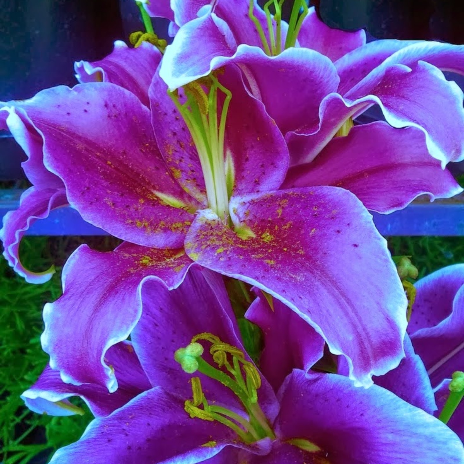 Lily For Planting Outdoors,Exquisite,Surprise to Grow Species,Lily ...