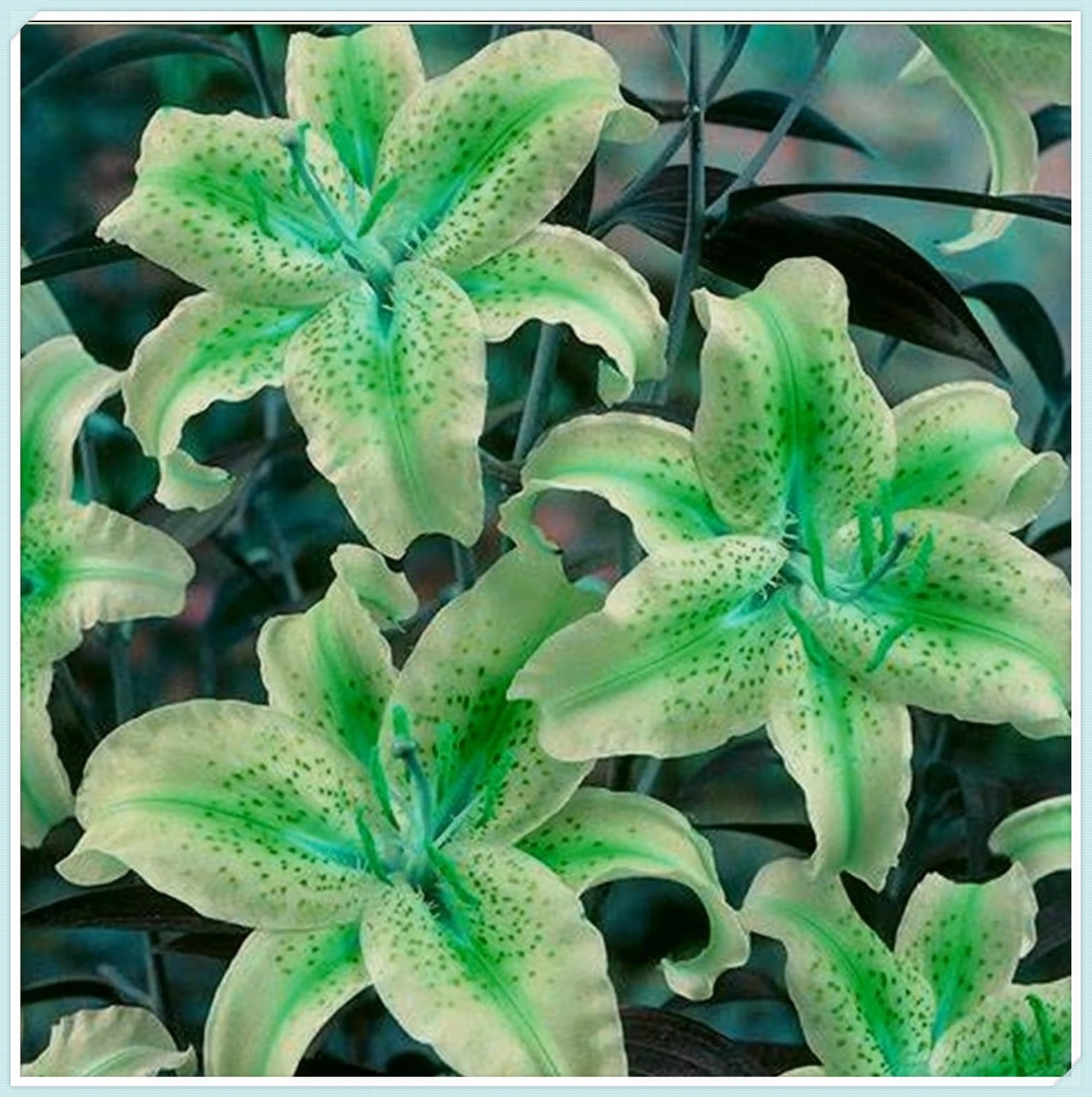Lily For Planting Outdoors,Lily Perennial,Exquisite,Surprise to Grow ...