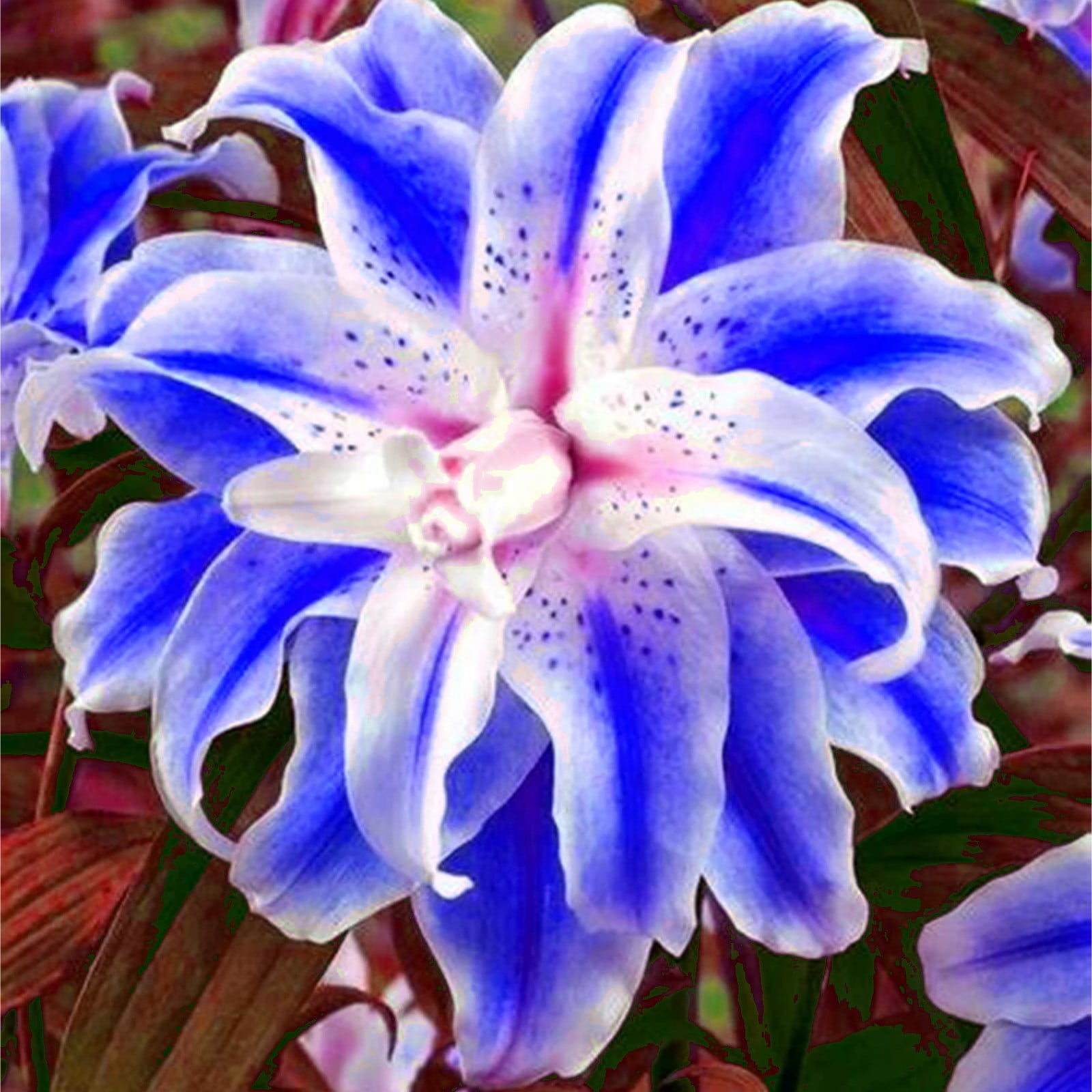 Lily For Planting Outdoors,Lily Perennial,Exquisite,Surprise Lily ...