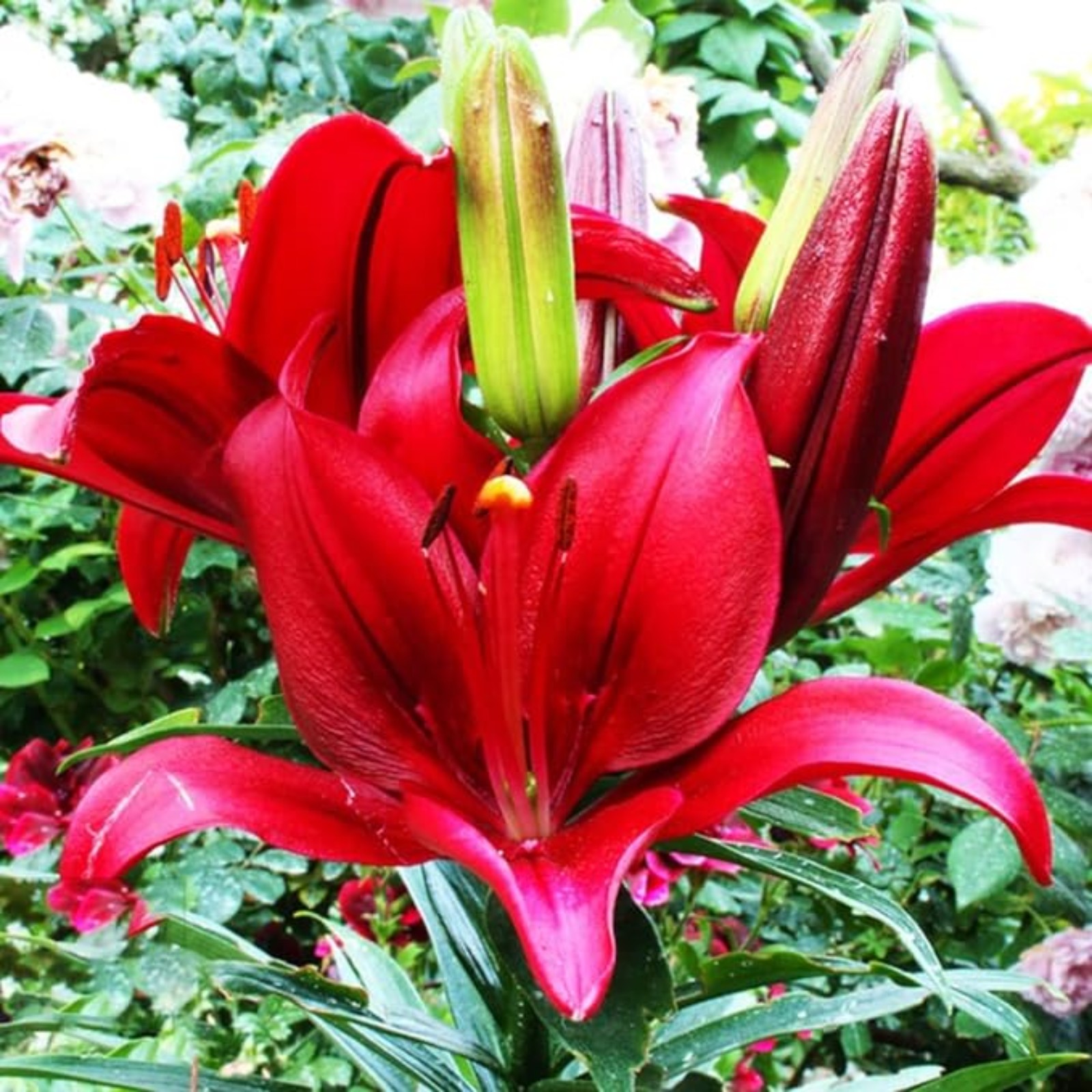 Lily For Planting Outdoors,Lily Perennial,Exquisite,Surprise Lily ...