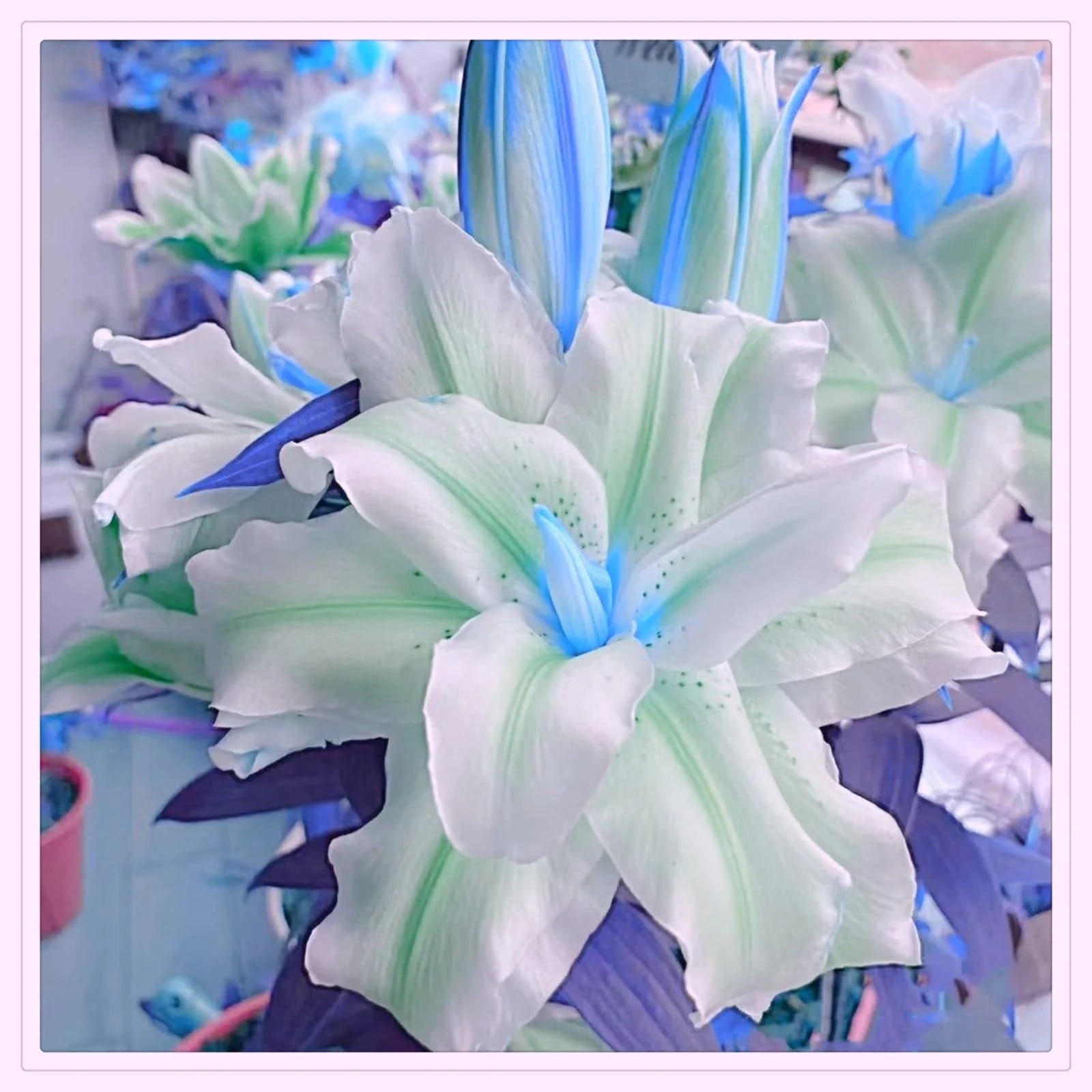 Lily For Planting Outdoors,Lily Perennial,Exquisite,Surprise Lily ...