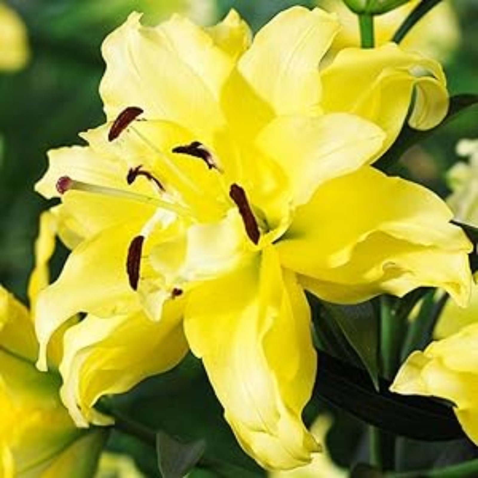 Lily For Planting Outdoors,Lily Perennial,Exquisite,Surprise Lily ...