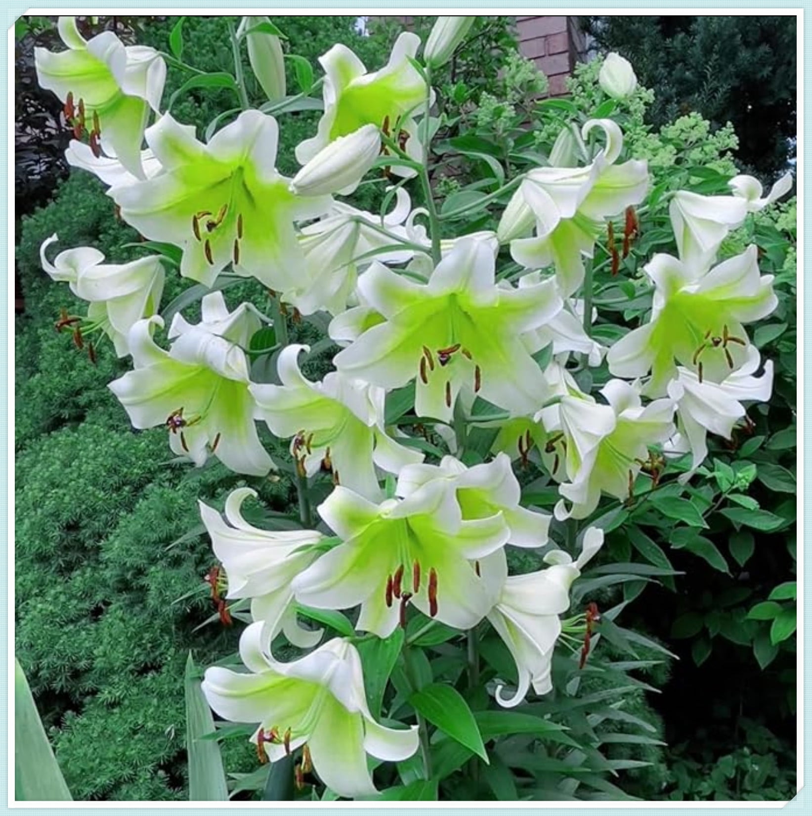 Lily For Planting Outdoors,Lily Perennial,Iridescent,Surprise to Grow ...