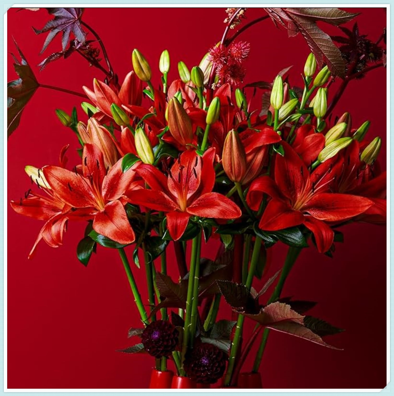 Lily For Planting Outdoors,Lily Perennial,Iridescent,Surprise to Grow ...