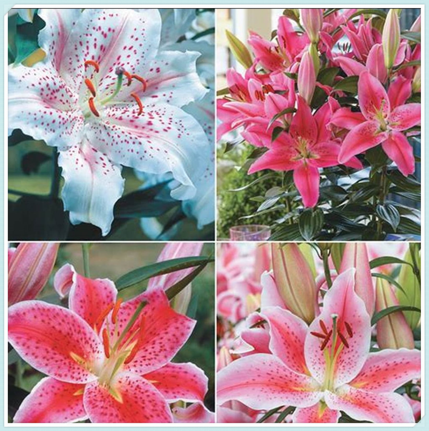 Lily For Planting Outdoors,Perennial,Iridescent,Surprise to Grow ...