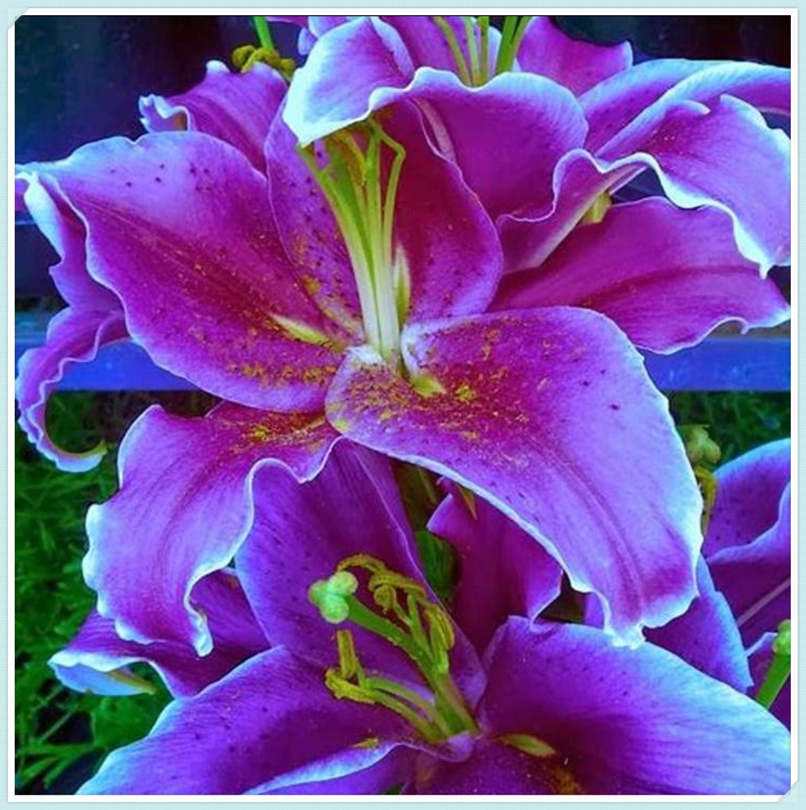 Lily For Planting Outdoors,Perennial,Iridescent,Surprise to Grow ...