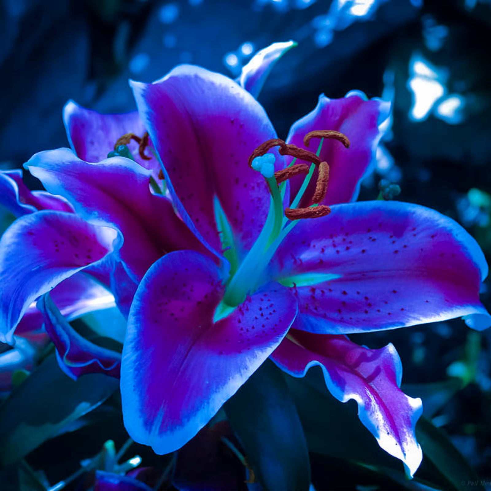 Lily, Garden Decoration, Bloom Year After Year - Walmart.com
