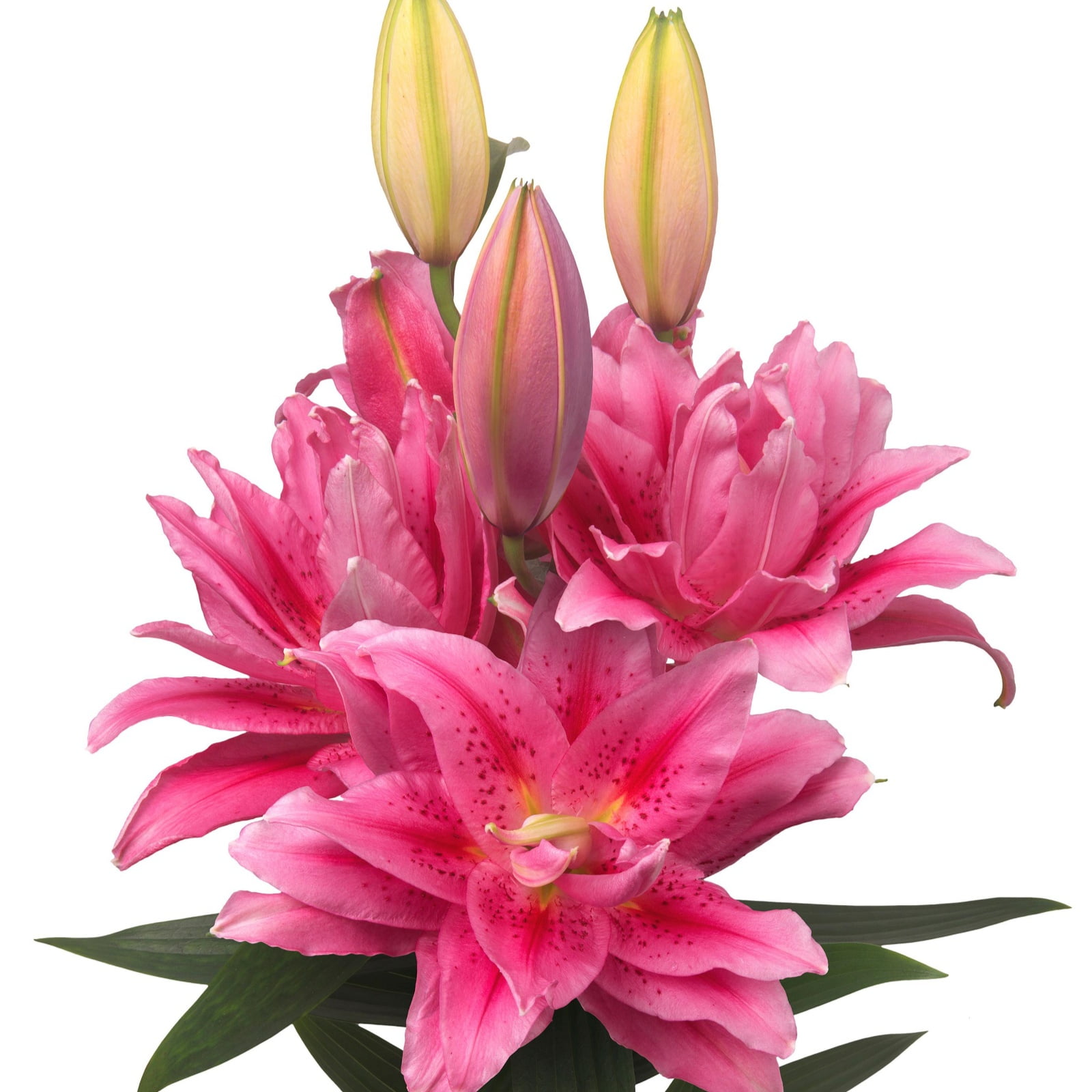Lily, Garden Decoration, Bloom Year After Year - Walmart.com