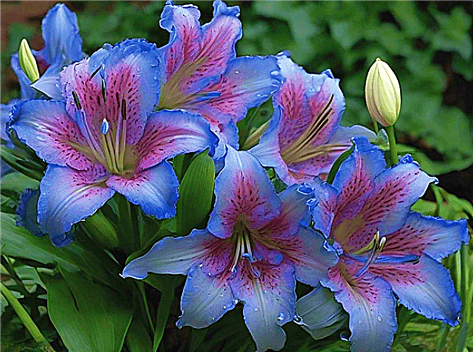 Lily -Garden Ornaments( Lily ) Exquisite Ornamental Blooms Fast Growing ...