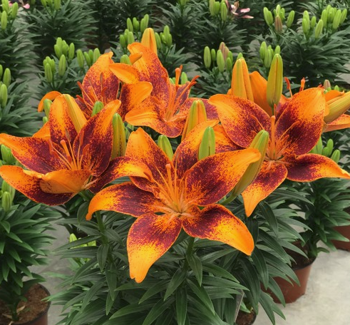 Lily Looks™ Tiny Cosmic Asiatic Lily - Quart Pot - Walmart.com