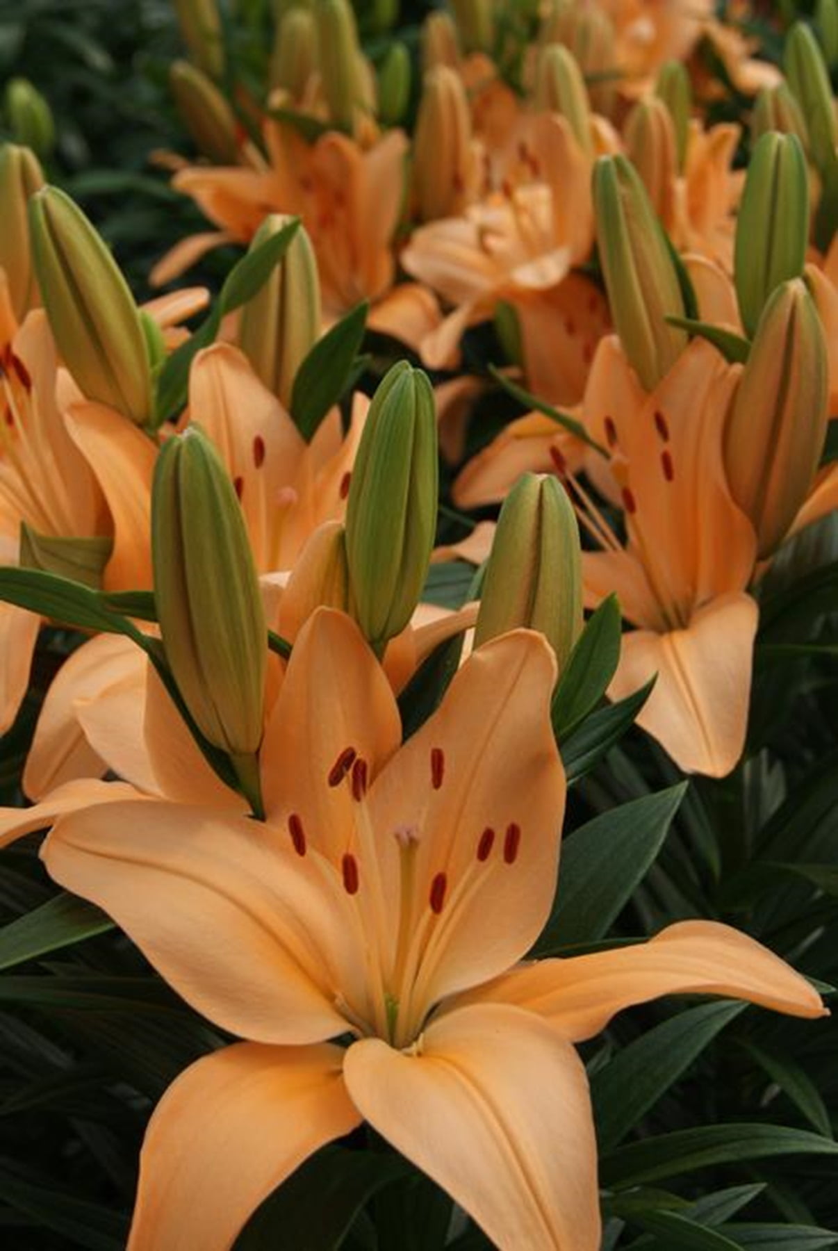 Lily Looks™ Tiny Moon Dwarf Asiatic Lily - Quart Pot - Walmart.com