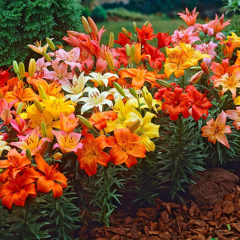 Lily Looks™ Tiny Series Asiatic Mix Flower Bulbs - 10 Lilies Per Pack - Mixed Colors - Attracts ...