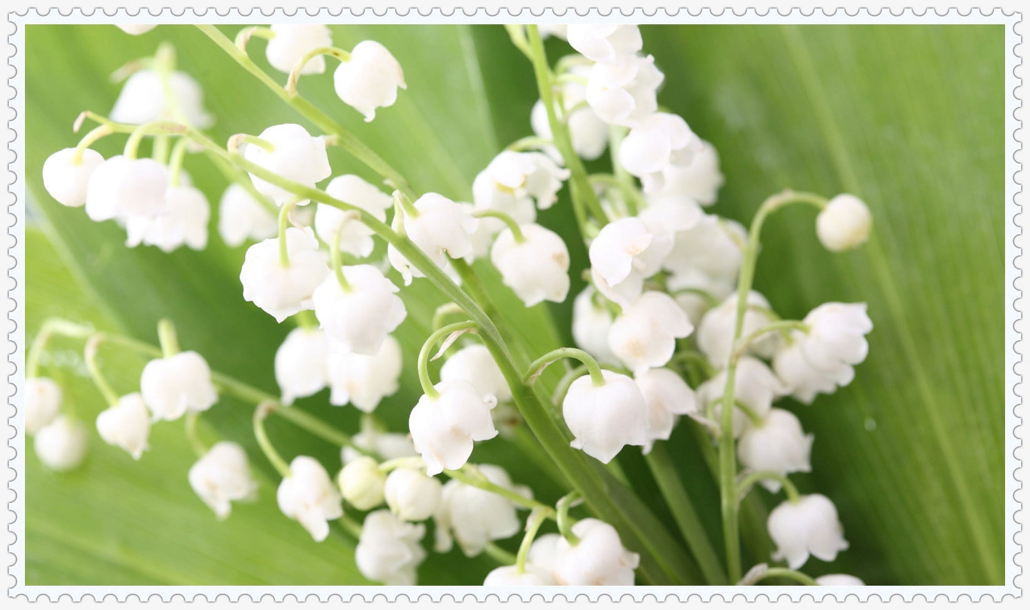 Lily Of The Valley Bulbs, Aromatic Plants,Lily Of The Valley Bulbs For ...