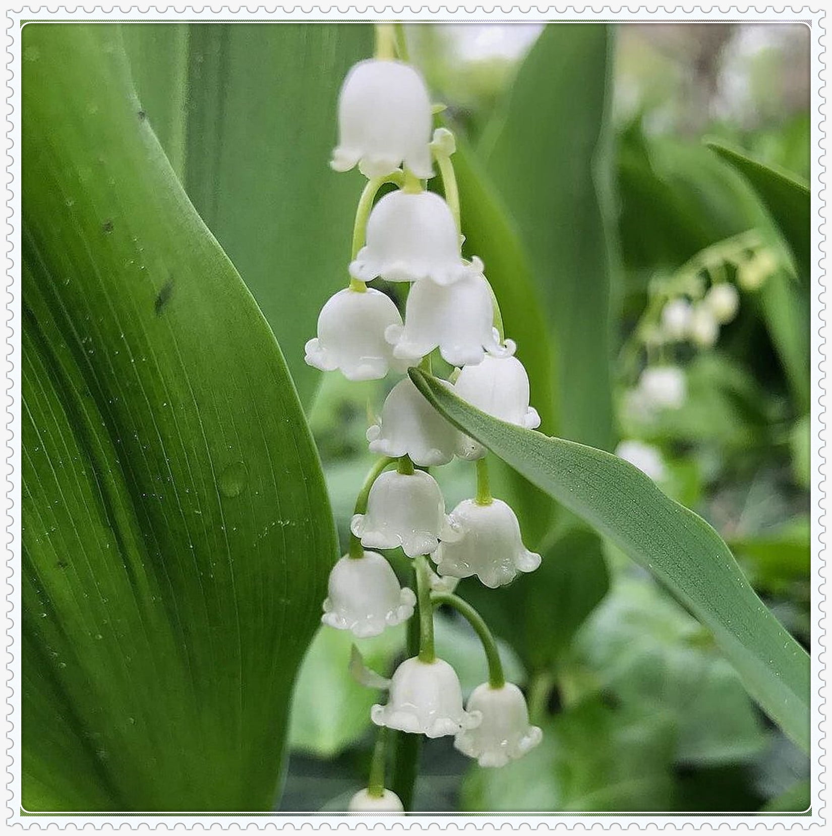 Lily Of The Valley Bulbs,Aromatic Plants ， Lily Of The Valley Bulbs For ...