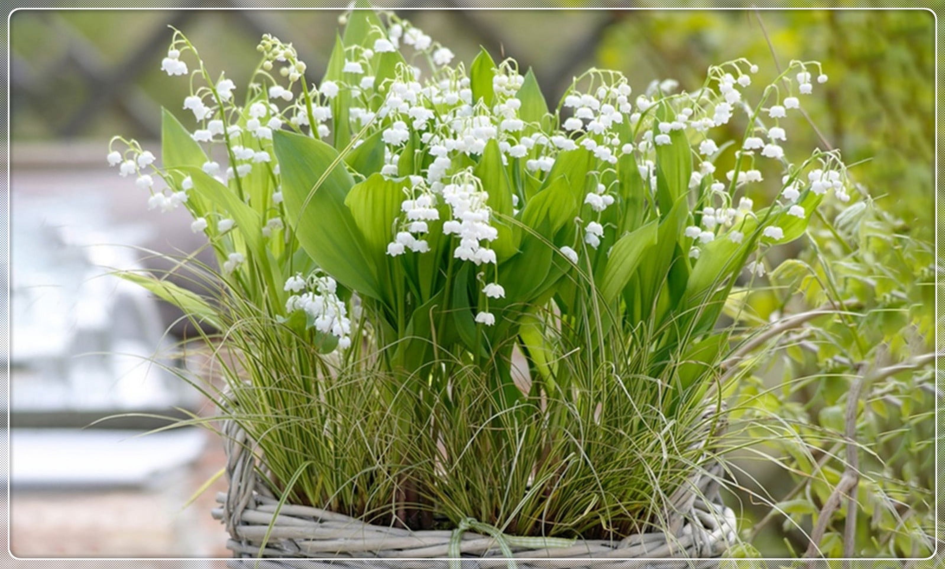 Lily Of The Valley Bulbs, Perennials,Charming Fragrance Potted Plant ...