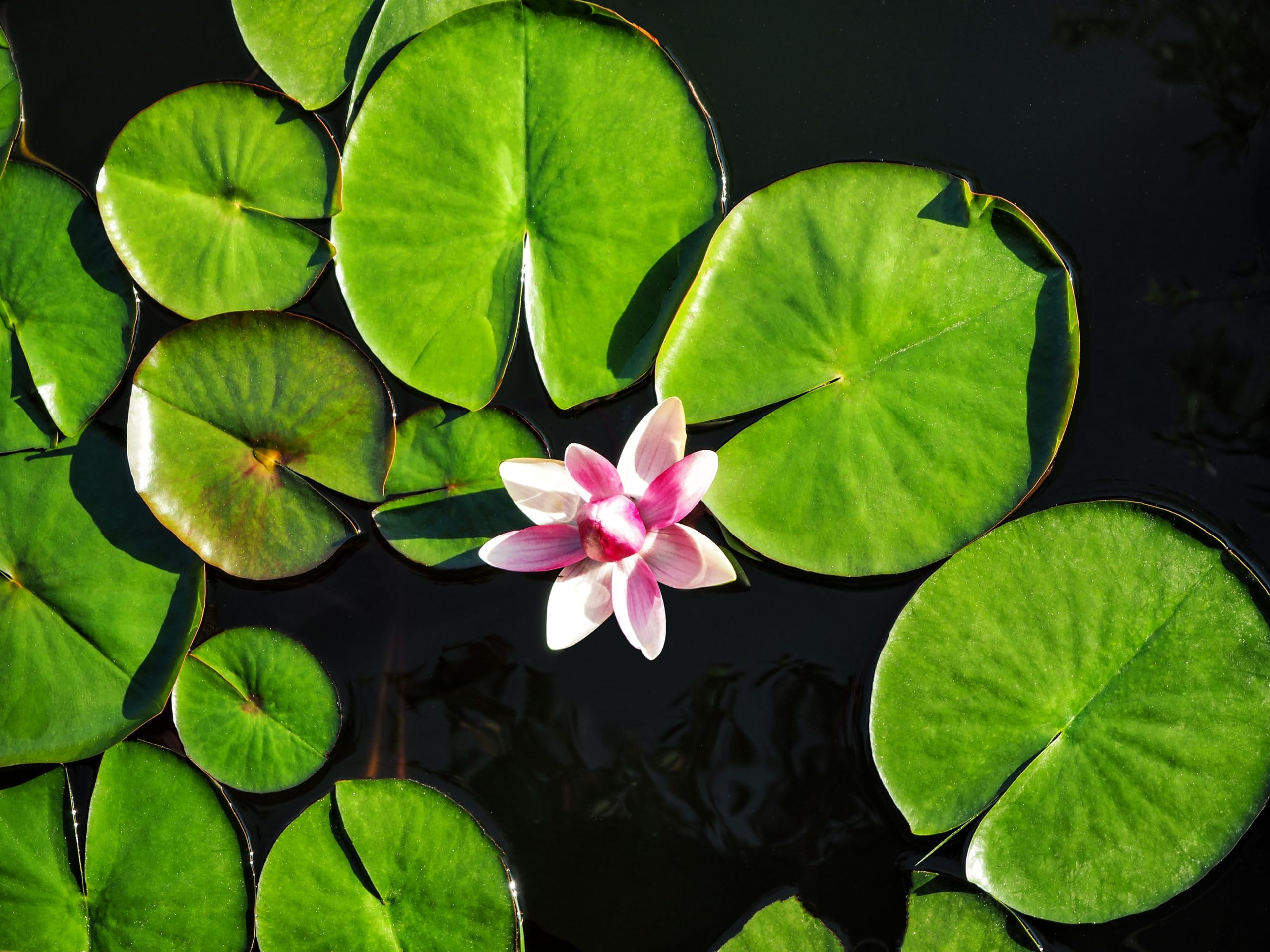 Lily Pad Plant Root Stock for Growing - Great Aquatic Feature, Bowl ...