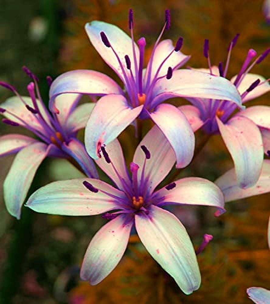 Lily Plant, Large Blooms, Attracts Hummingbirds, Bring Lasting Appeal ...