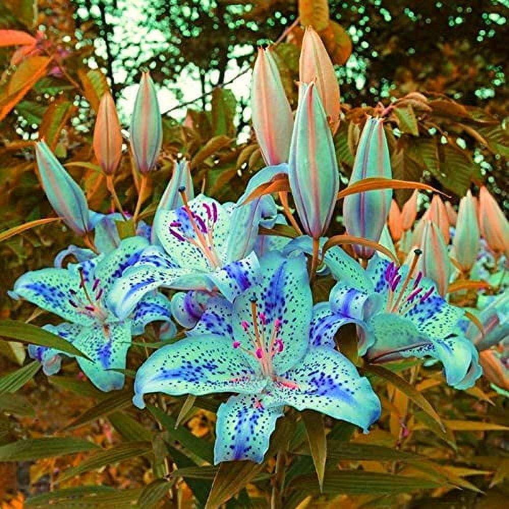 Lily Plant, Large Blooms, Attracts Hummingbirds, Bring Lasting Appeal ...
