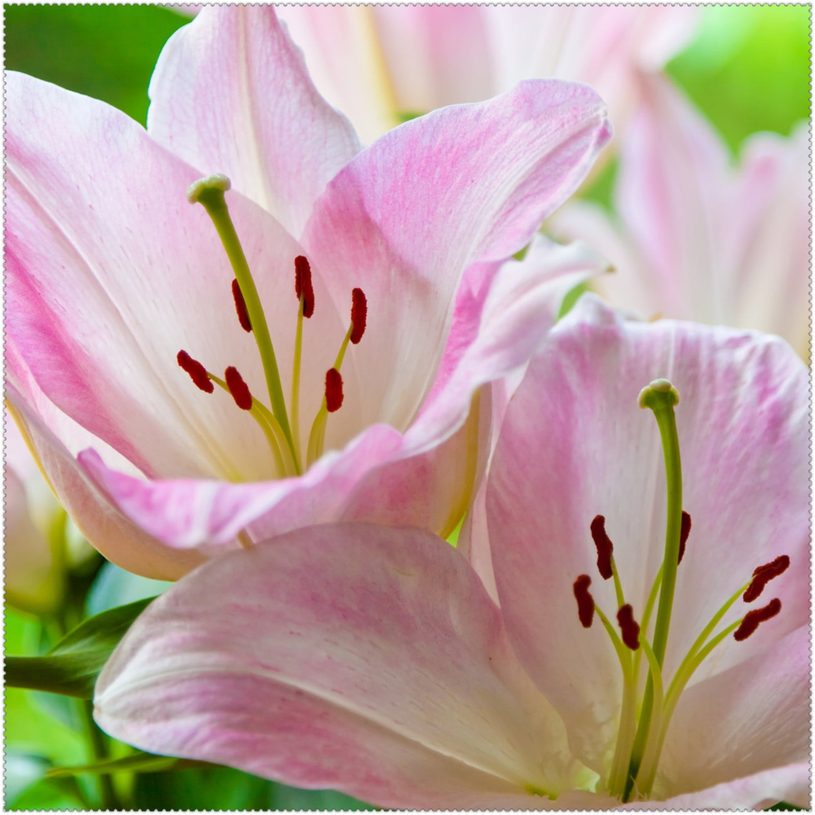 Lily Plant, Large Blooms, Attracts Hummingbirds, Lily For Planting ...