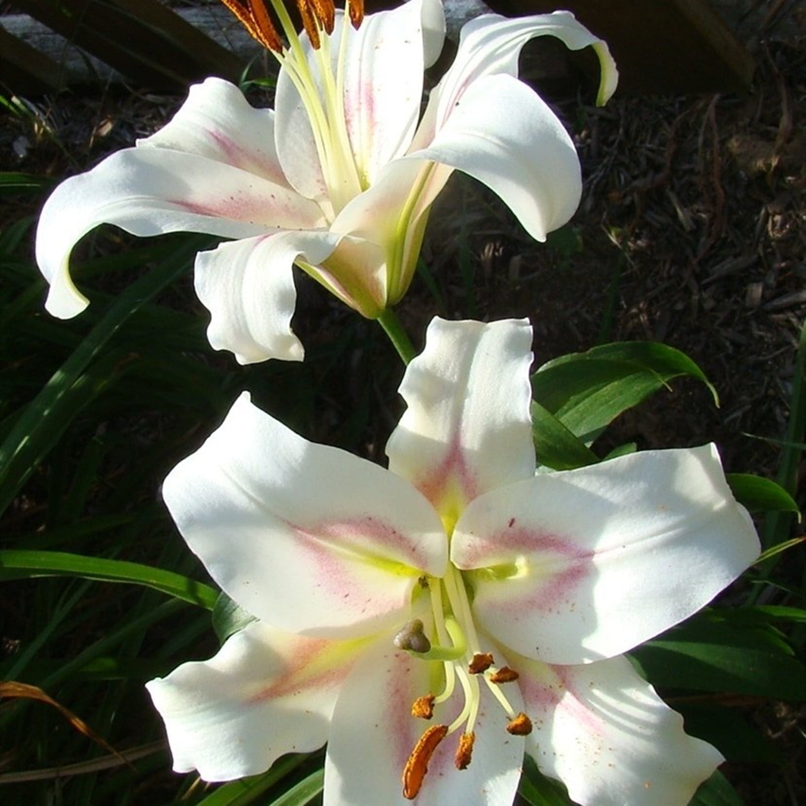 Lily Plant, Large Blooms, Attracts Hummingbirds, Lily For Planting ...