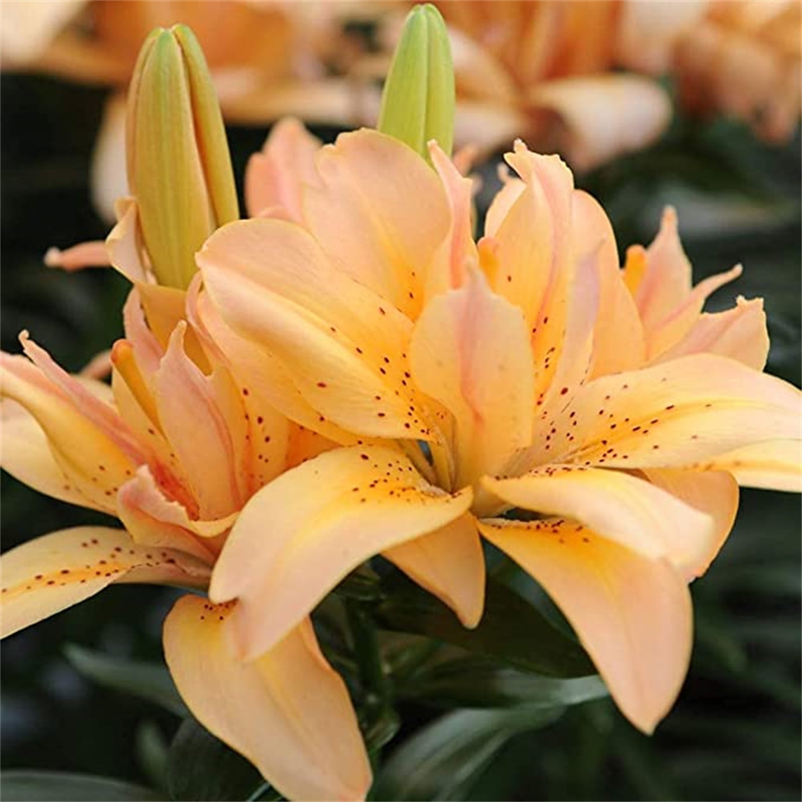 Lily Plant, Large Blooms, Attracts Hummingbirds, Lily For Planting ...