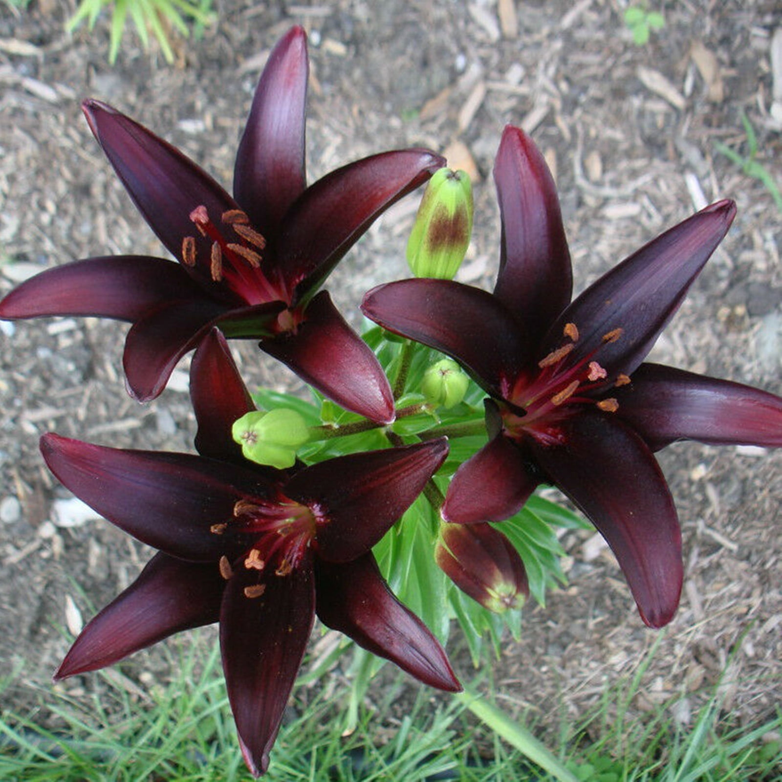 Lily Plant, Large Blooms, Attracts Hummingbirds, Lily For Planting ...