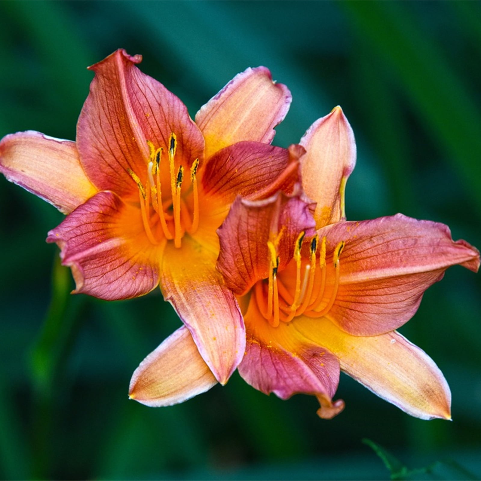 Lily Plant, Large Blooms, Attracts Hummingbirds, Lily For Planting ...