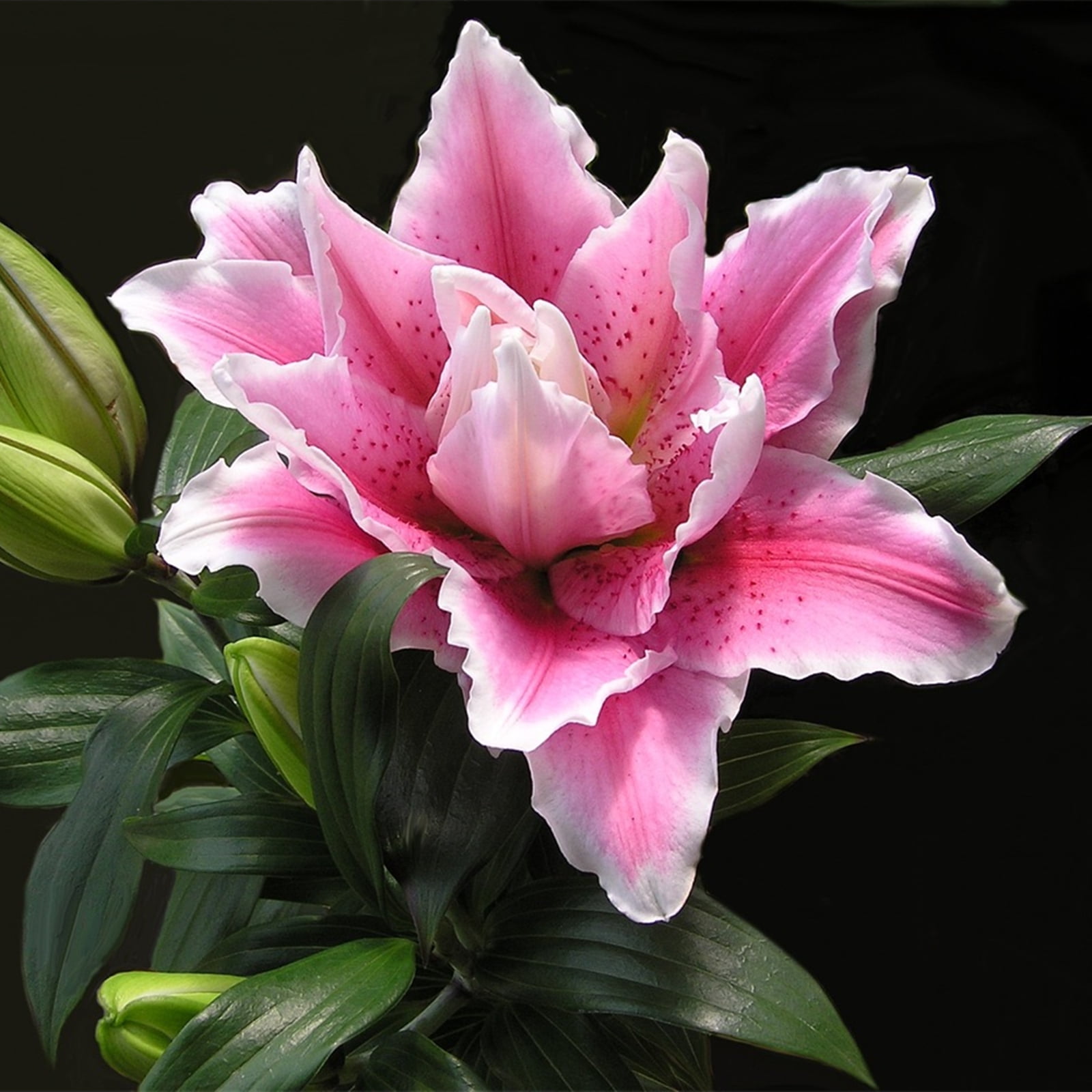 Lily Plant, Large Blooms, Attracts Hummingbirds, Lily For Planting ...