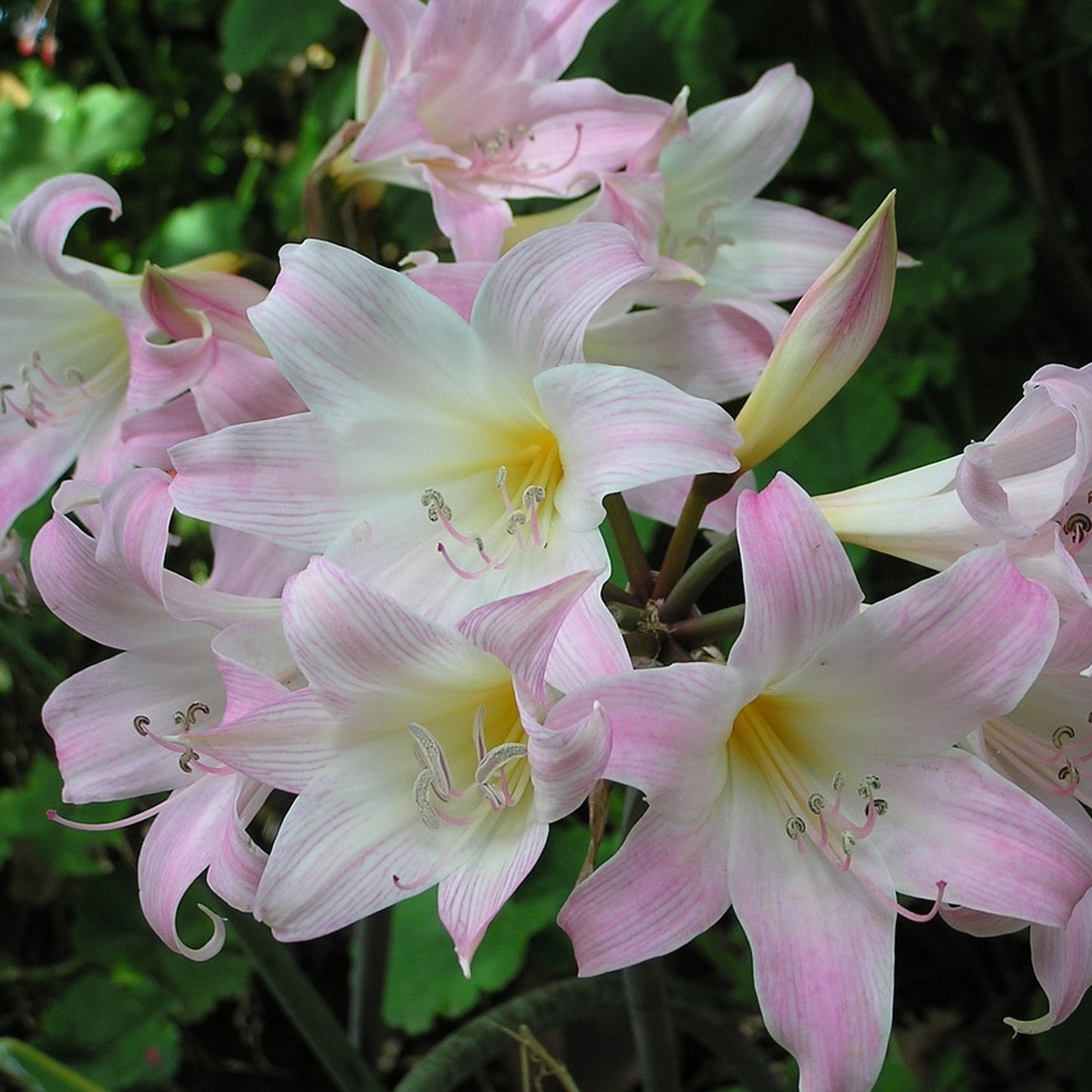 Lily Plant, Large Blooms, Attracts Hummingbirds, Lily For Planting ...
