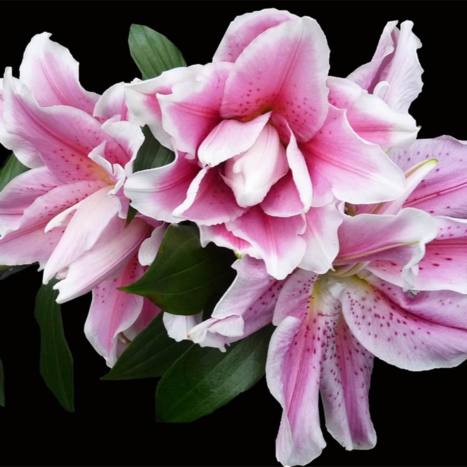 Lily Plant, Large Blooms, Attracts Hummingbirds, Lily For Planting ...