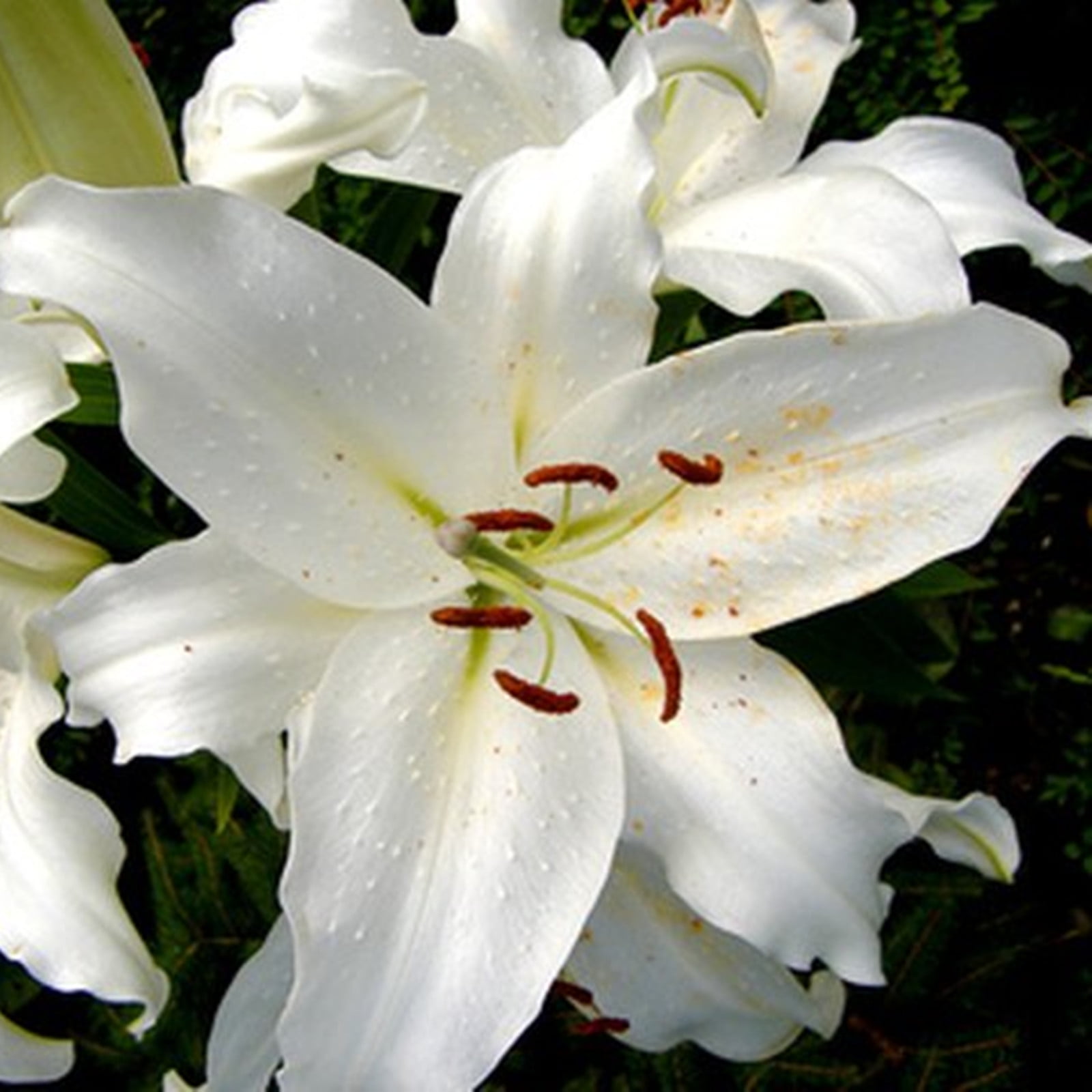 Lily Plant, Large Blooms, Attracts Hummingbirds, Lily For Planting ...