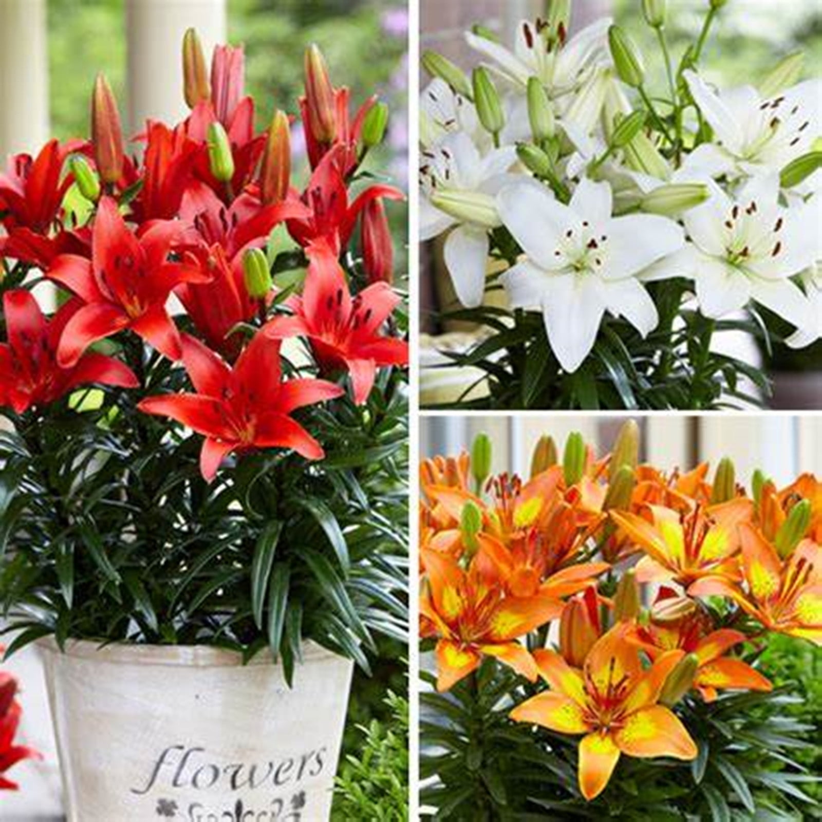Lily Plant, Large Blooms, Attracts Hummingbirds, Lily For Planting ...