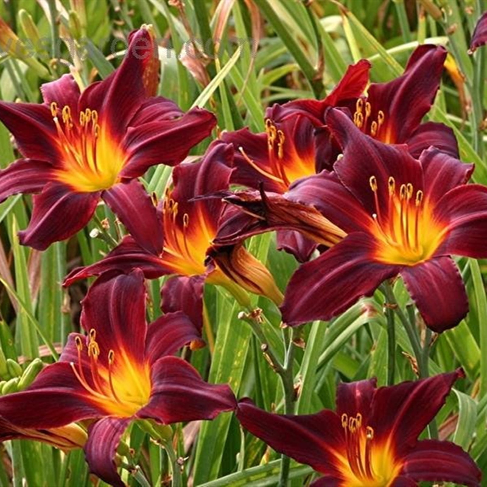 Lily Plant, Large Blooms, Attracts Hummingbirds, Lily For Planting ...