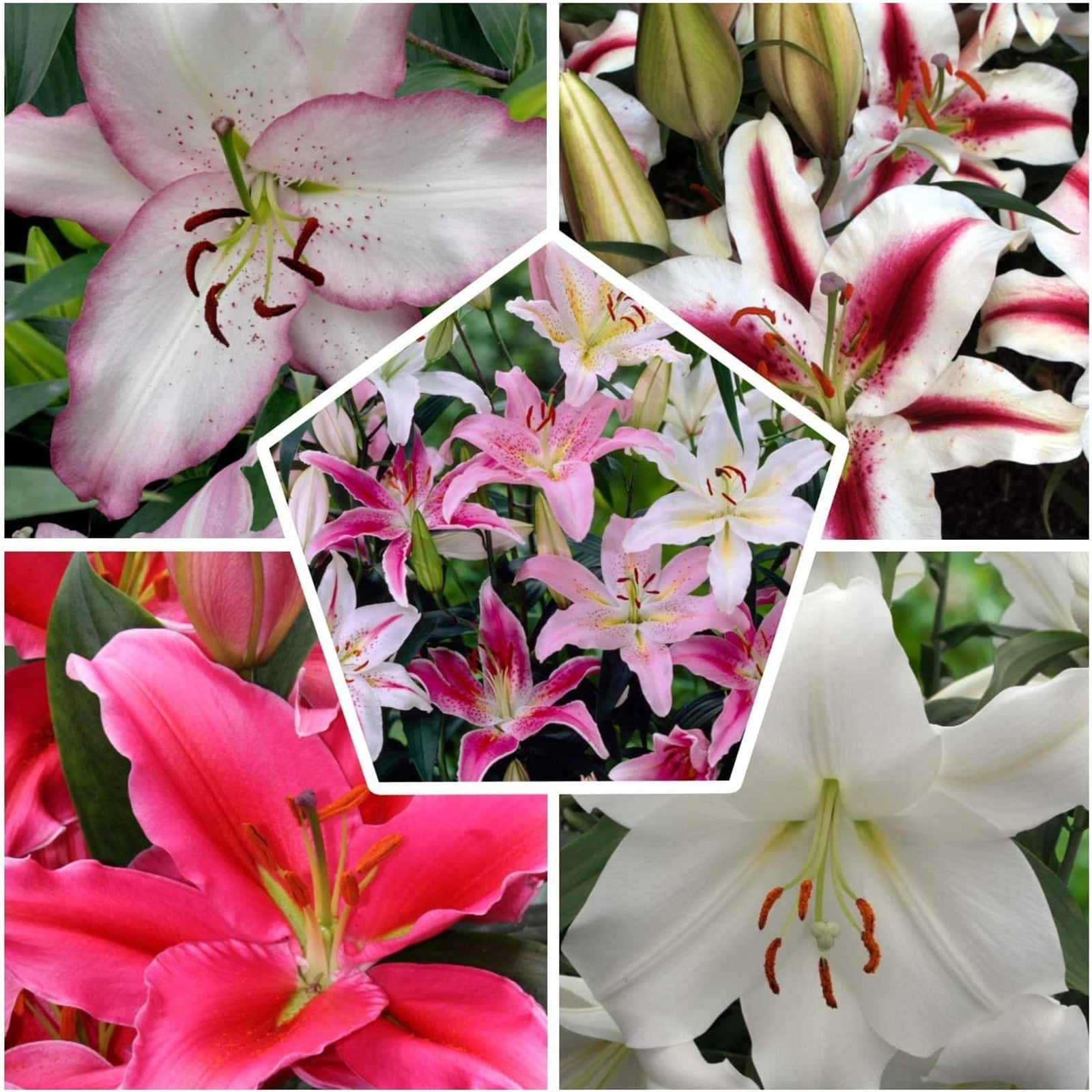 Lily Plant, Large Blooms, Attracts Hummingbirds, Lily For Planting ...
