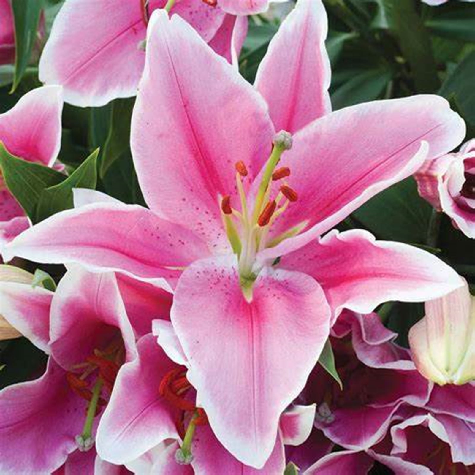 Lily Plant, Large Blooms, Attracts Hummingbirds, Lily For Planting ...