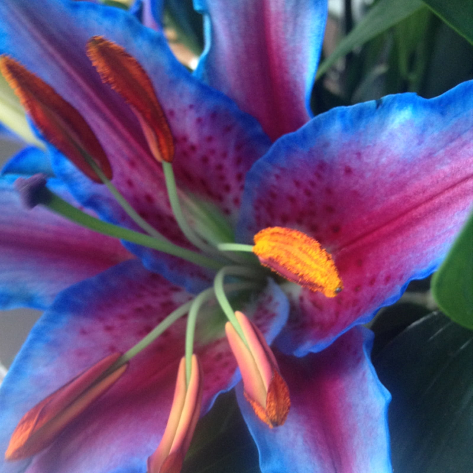 Lily Plant, Large Blooms, Attracts Hummingbirds, Lily For Planting ...