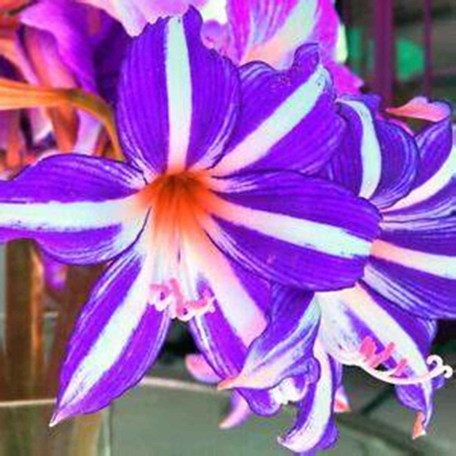 Lily Plant, Large Blooms, Attracts Hummingbirds, Lily For Planting ...