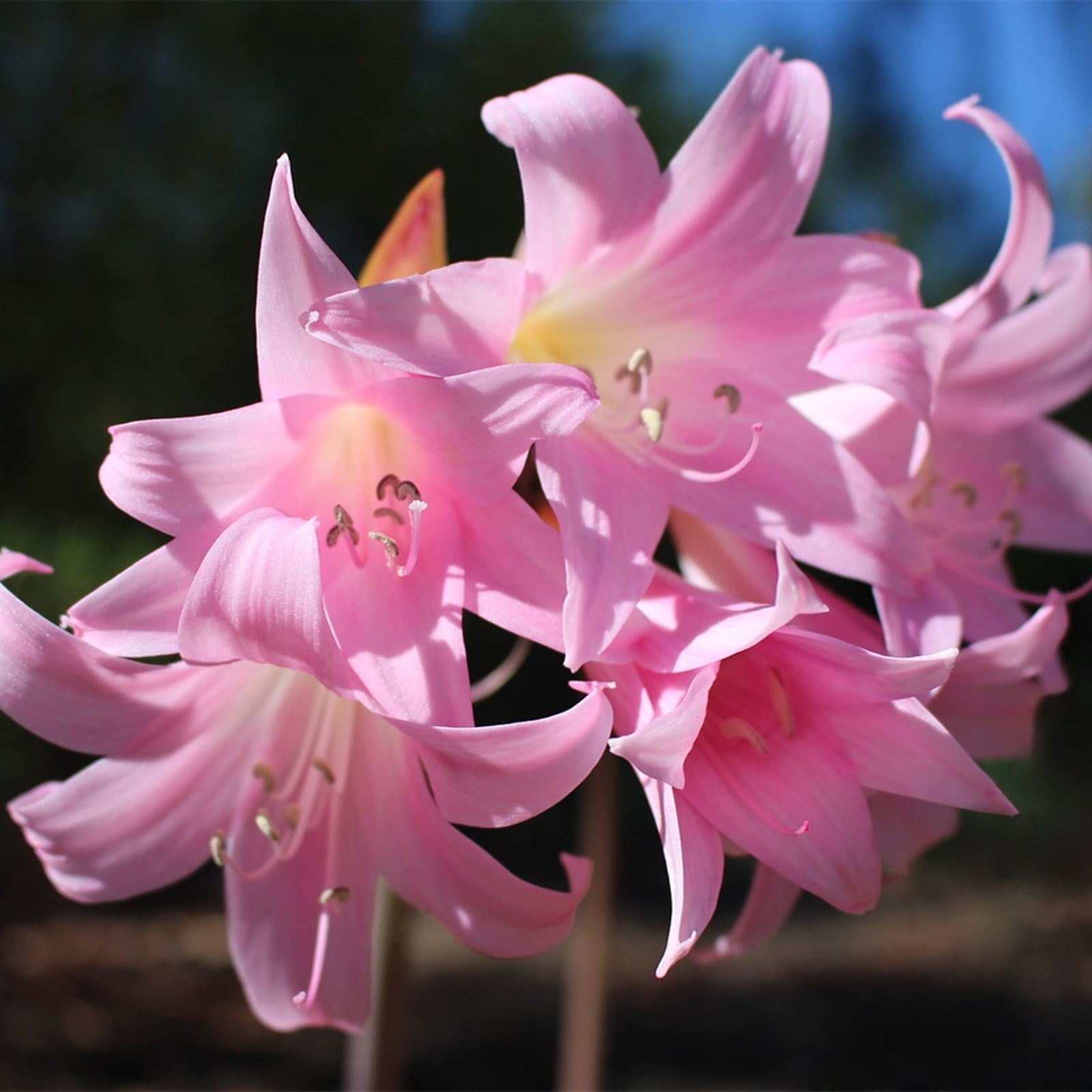 Lily Plant, Large Blooms, Attracts Hummingbirds, Lily For Planting ...