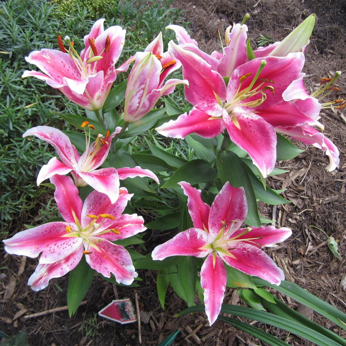 Lily Plant, Large Blooms, Attracts Hummingbirds, Lily For Planting ...