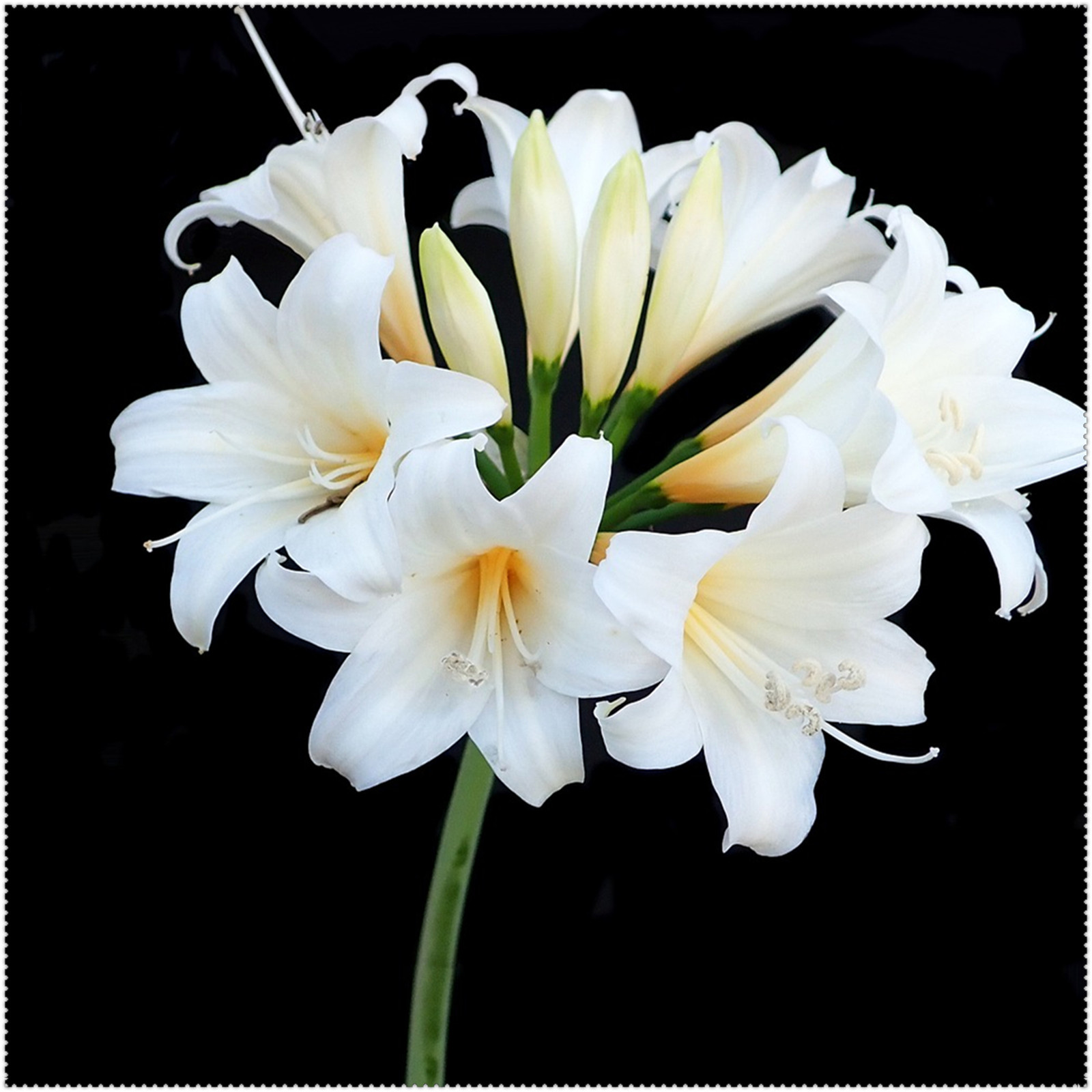 Lily Plant, Large Blooms, Attracts Hummingbirds, Lily For Planting ...