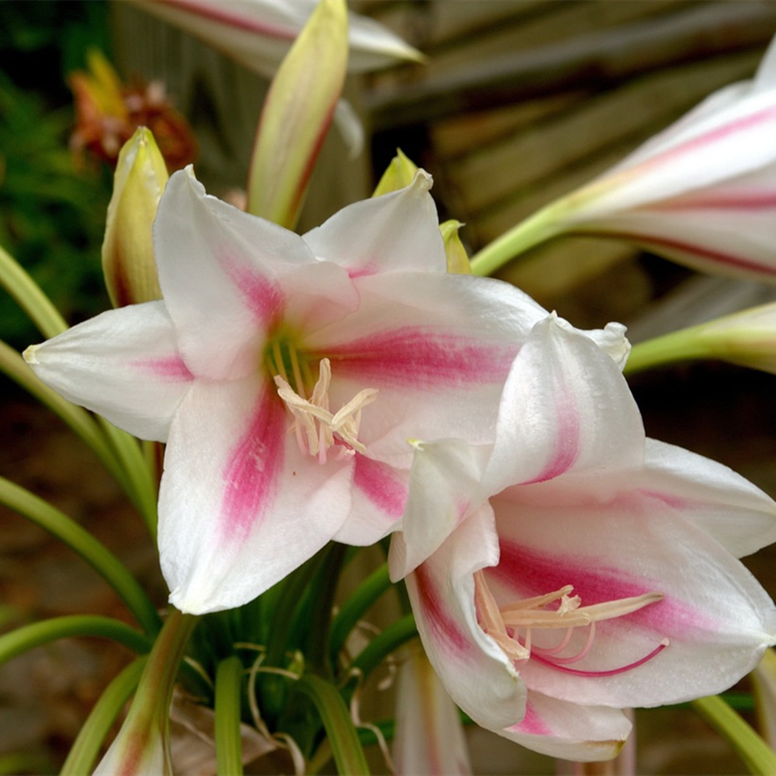 Lily Plant, Large Blooms, Attracts Hummingbirds, Lily For Planting ...
