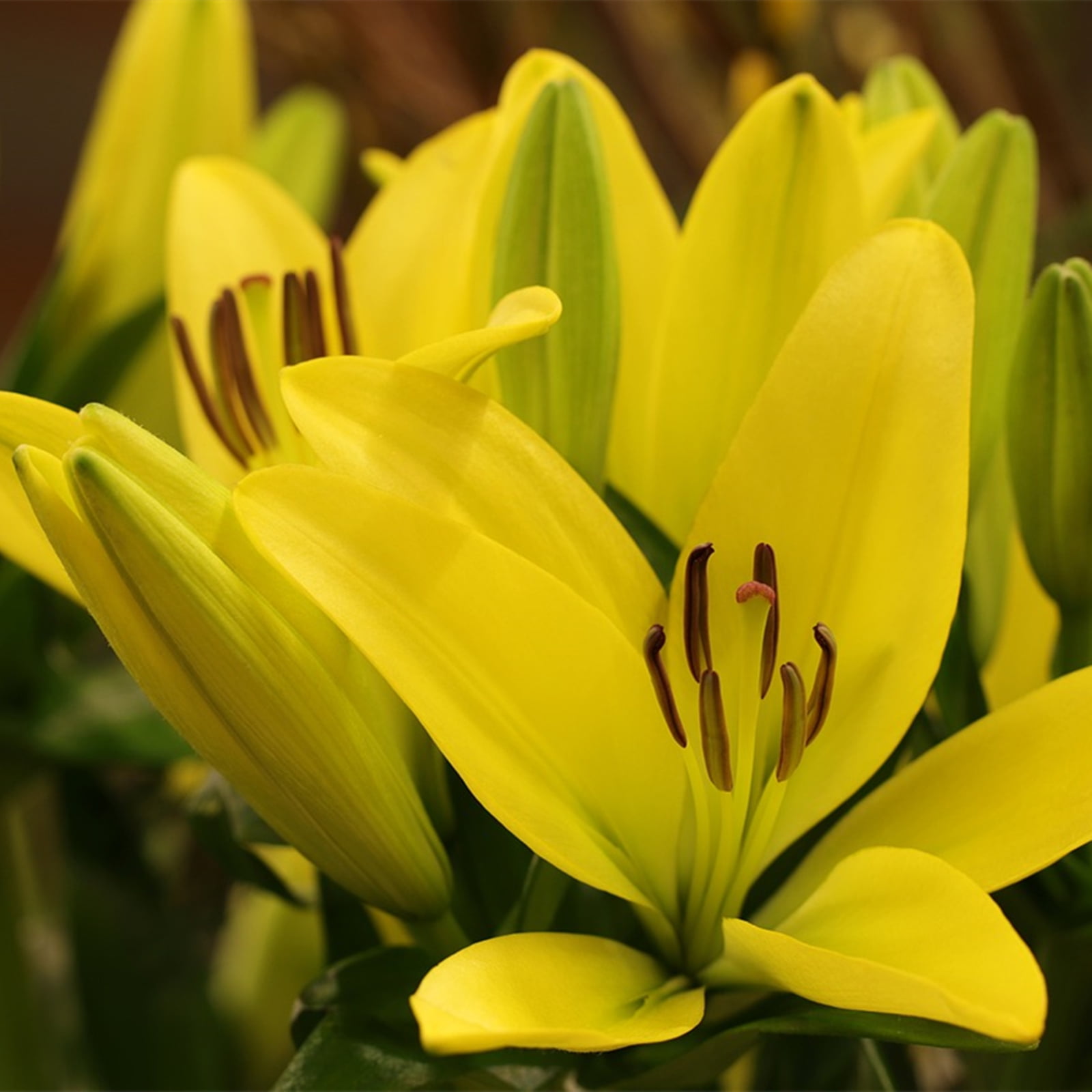 Lily Plant, Large Blooms, Bring Lasting Appeal To Any Outdoor Space ...