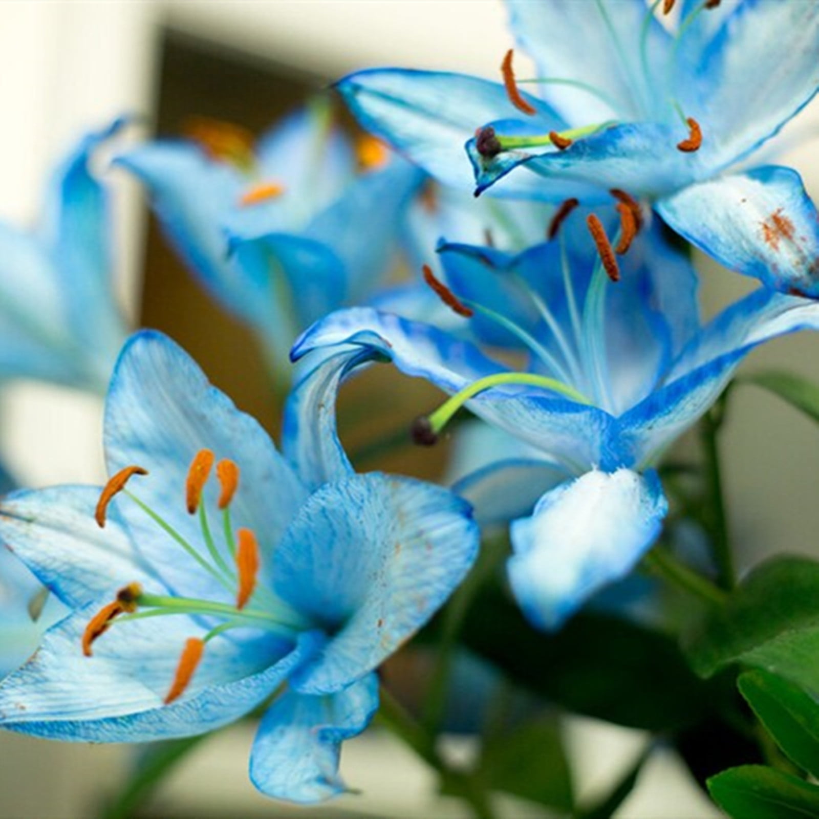 Lily Plant, Large Blooms, Lily For Planting, Rhizome Easy to Grow ...