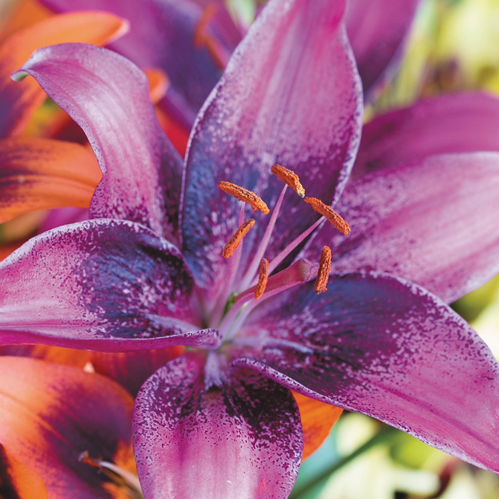 Lily Plant, Large Blooms, Lily For Planting, Rhizome Easy to Grow ...