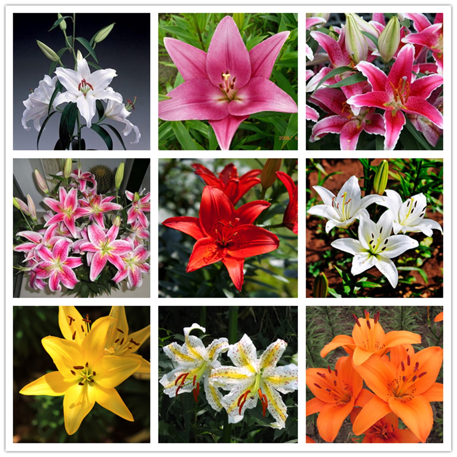 Lily Plant, Large Blooms, Lily For Planting, Rhizome Easy to Grow ...