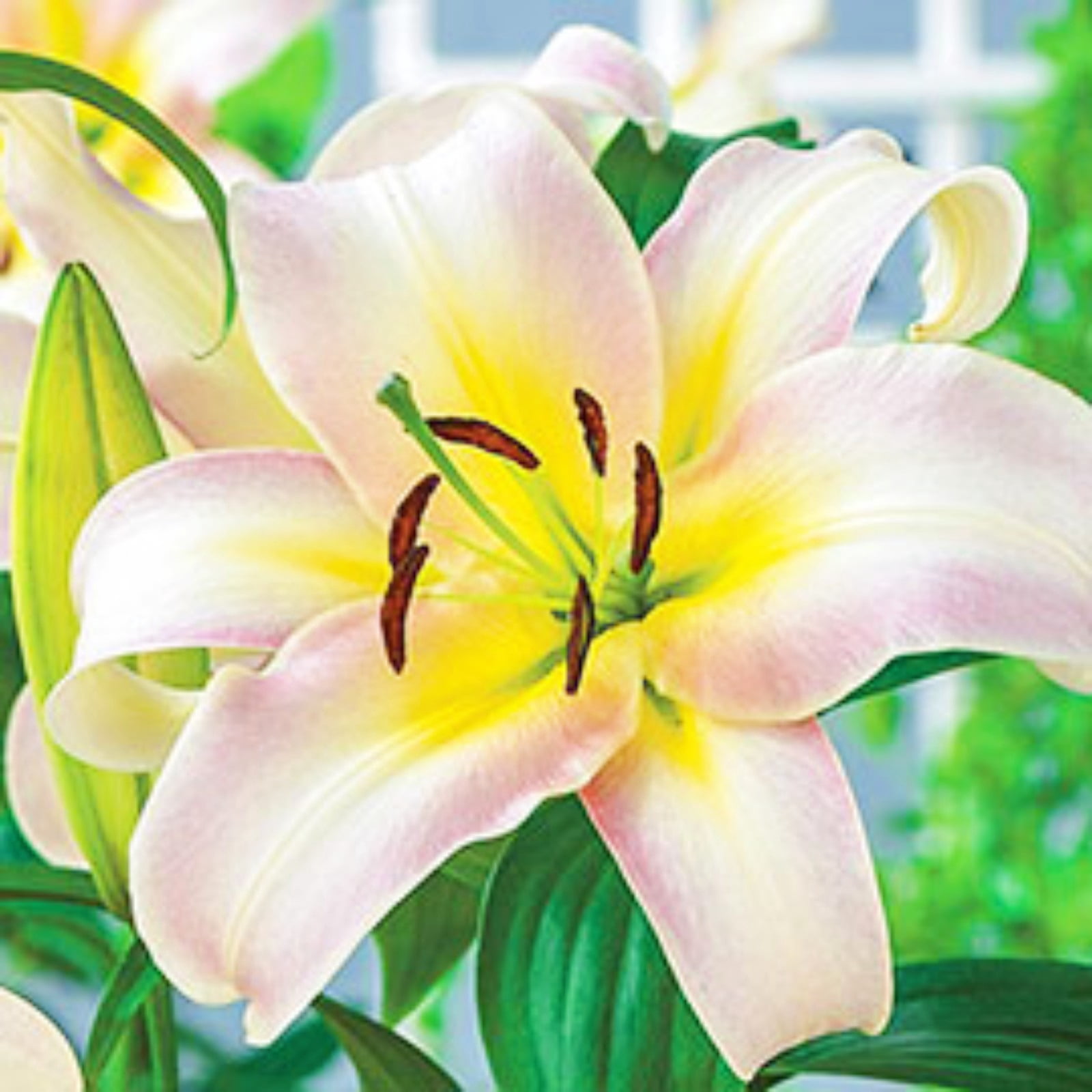 Lily Planting Beautiful Environment Planting for Pots - Walmart.com